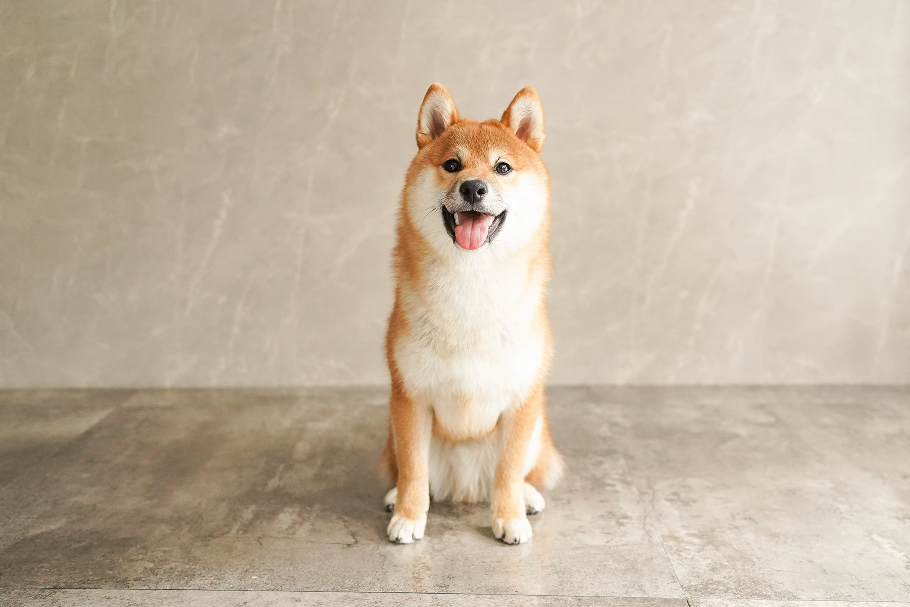 撮影PLANまとめ｜STUDIO SIO-品川区のペット専門写真館