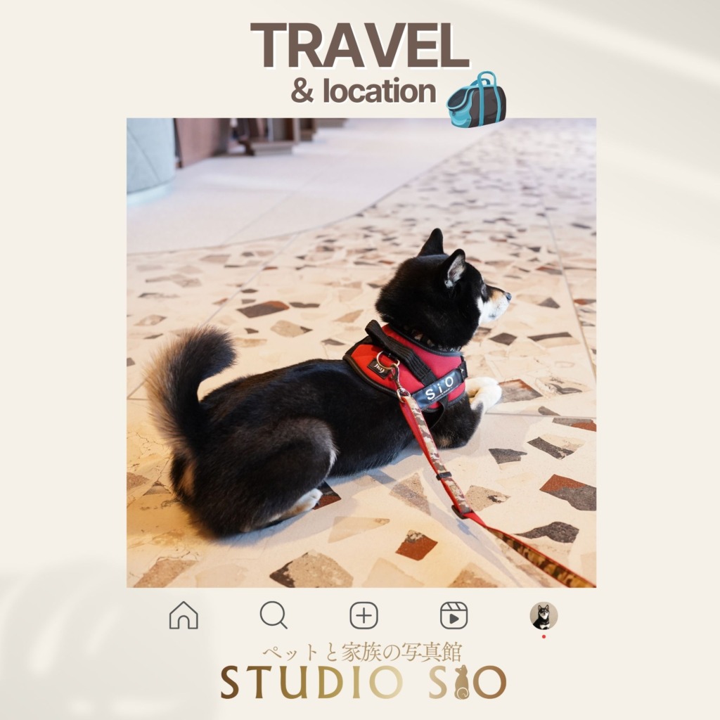東京旅行で撮影のご提案｜STUDIO SIO-品川区のペットと家族の写真館 | ペットと家族の写真館 STUDIO SIO