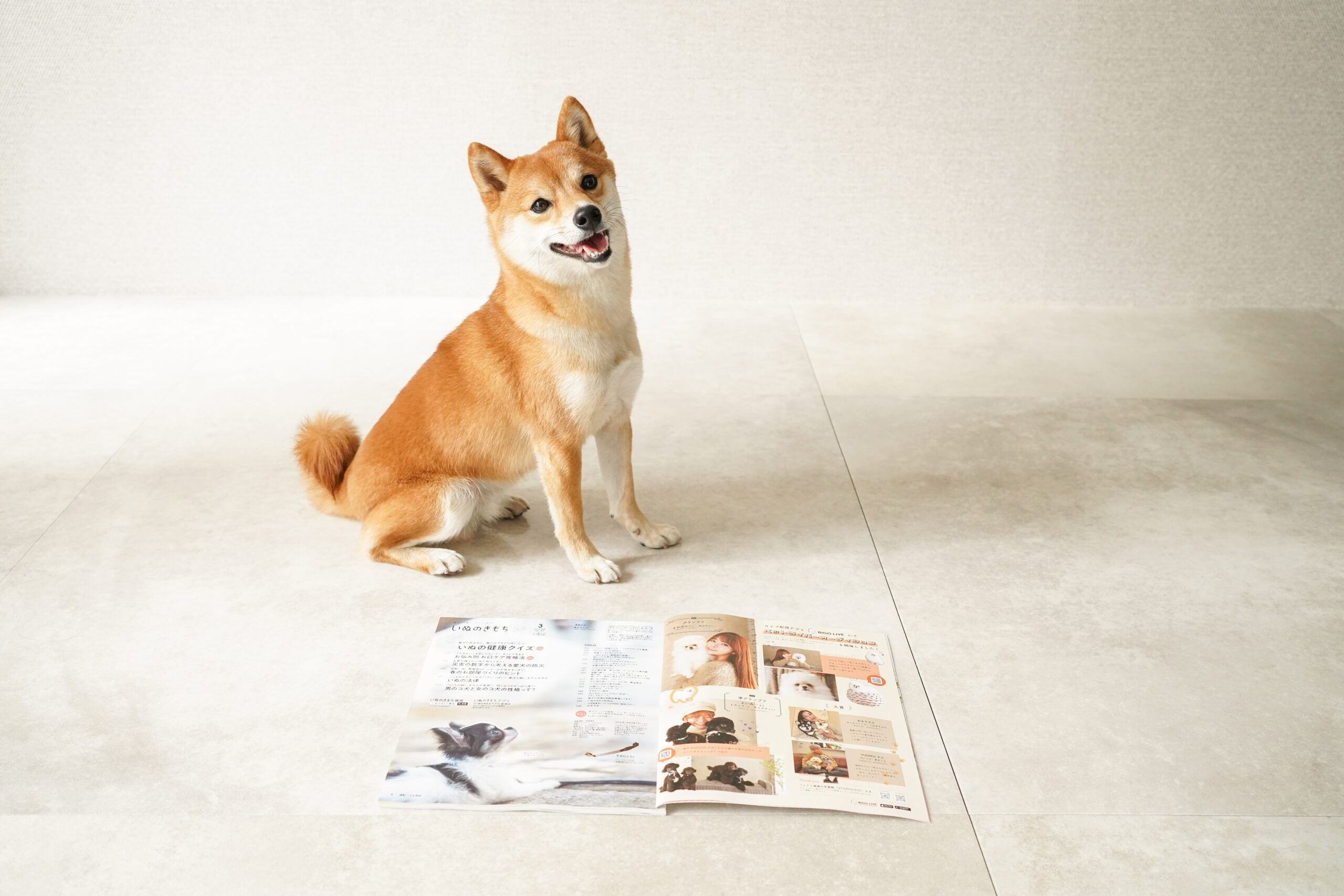 いぬのきもち様に載りました｜STUDIO SIO-品川区のペットと家族の写真館 | ペットと家族の写真館 STUDIO SIO