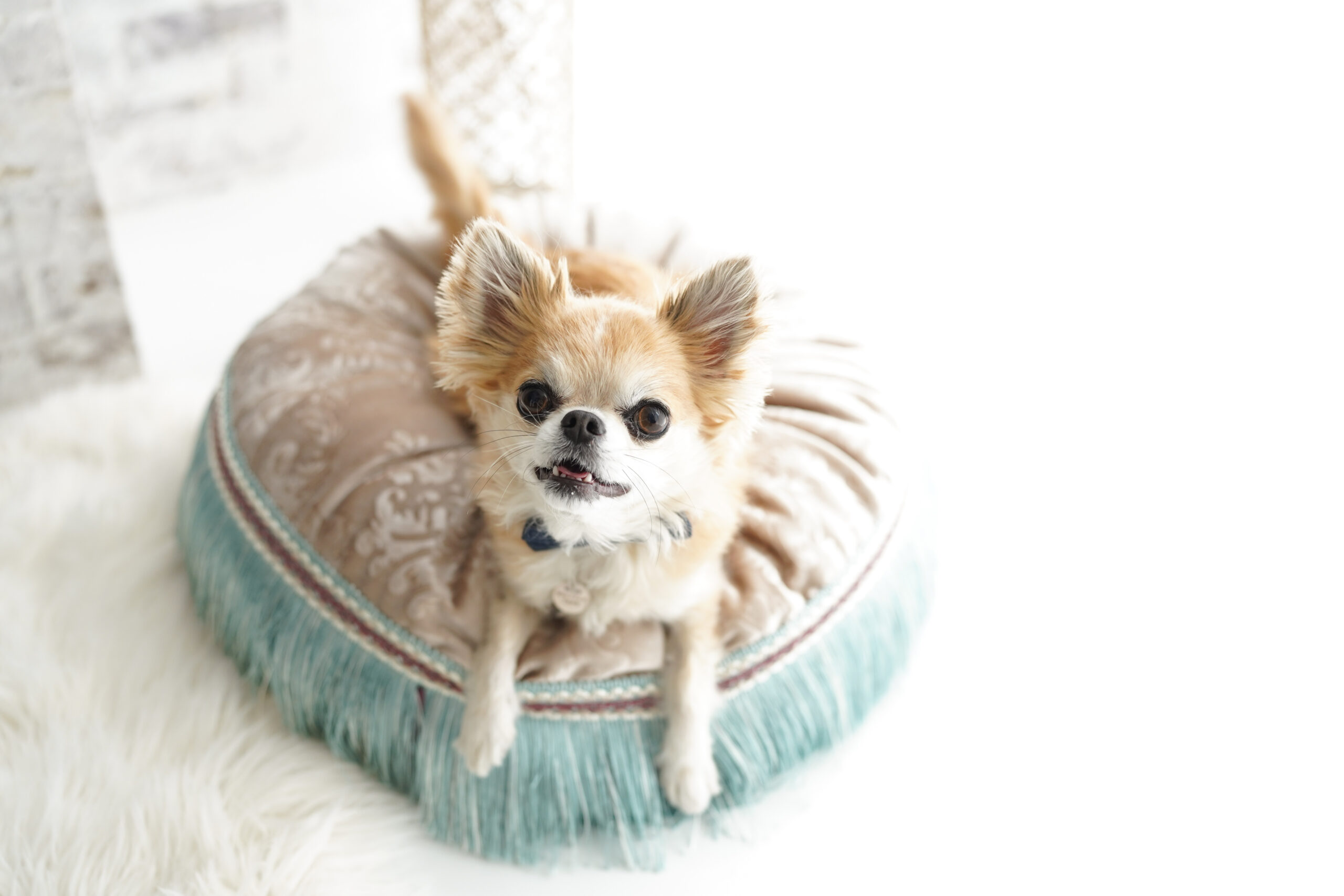 二子玉川モデルコース｜STUDIO SIO-品川区のペット専門写真館 | ペットと家族の写真館 STUDIO SIO