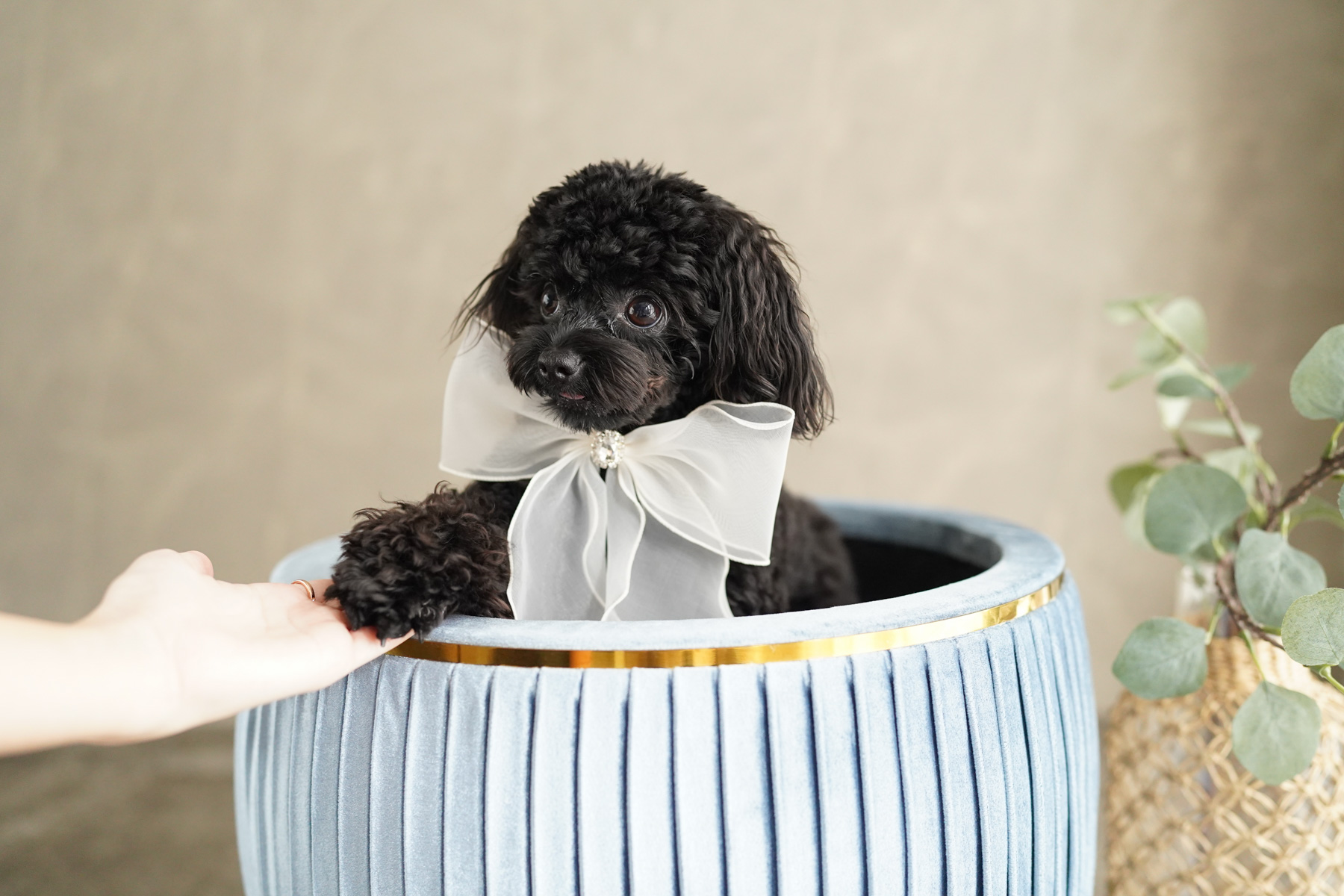 東京旅行モデルコース【豊洲編】｜STUDIO SIO-品川区のペット専門写真館 | ペットと家族の写真館 STUDIO SIO