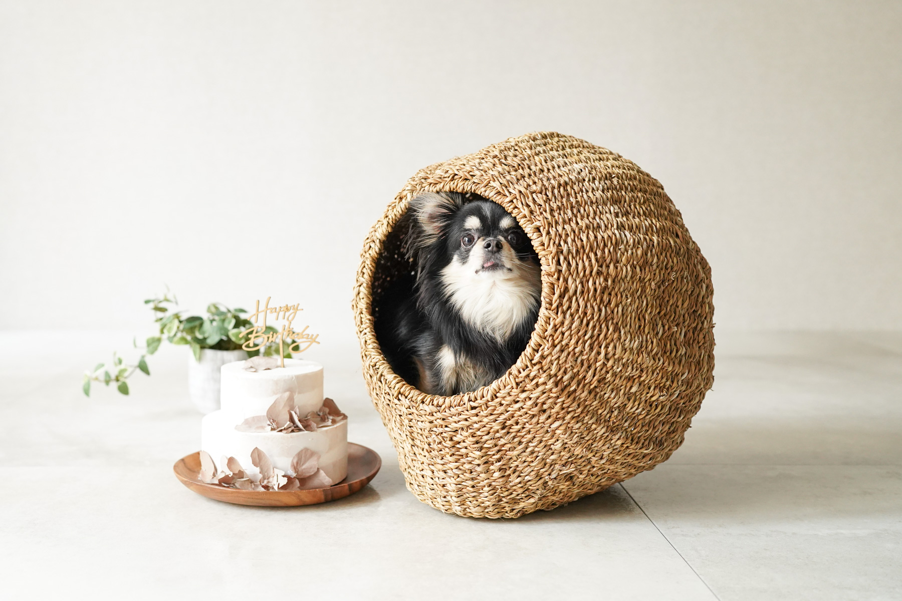 東京旅行モデルコース【鎌倉編】｜STUDIO SIO-品川区のペット専門写真館 | ペットと家族の写真館 STUDIO SIO