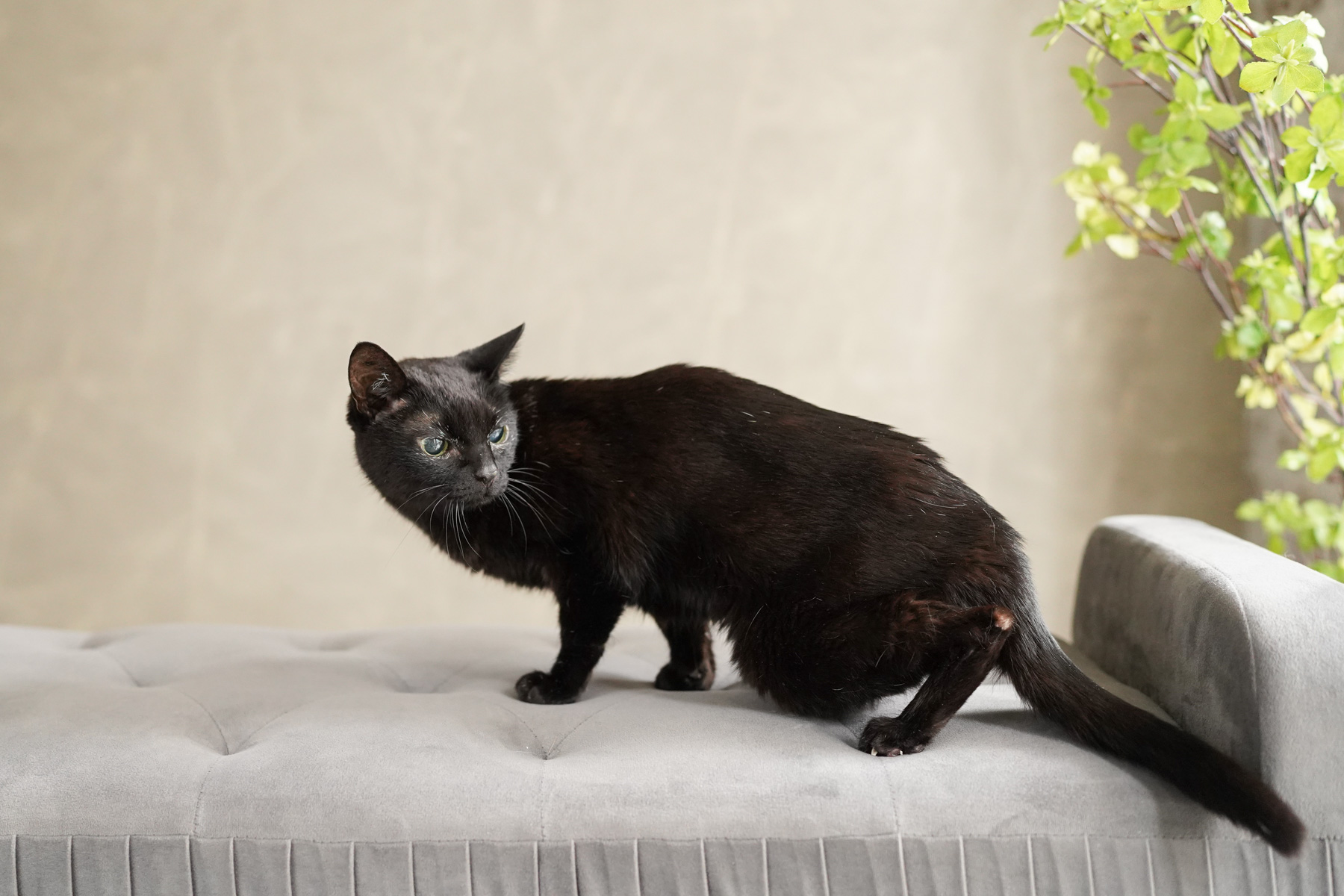 PLAN A 値下げしました｜STUDIO SIO-品川区のペットと家族の写真館 | ペットと家族の写真館 STUDIO SIO