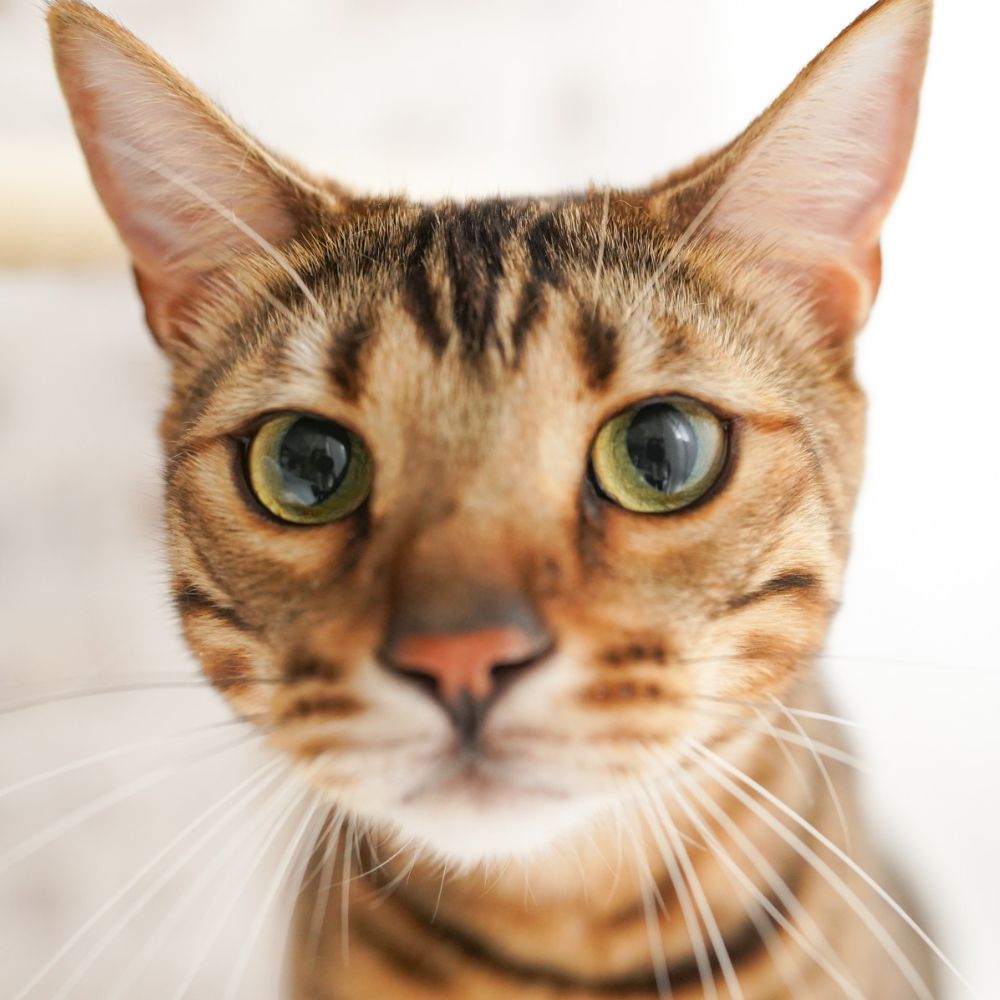 ペットと家族の写真館｜STUDIO SIO-品川区五反田のペット専門写真館